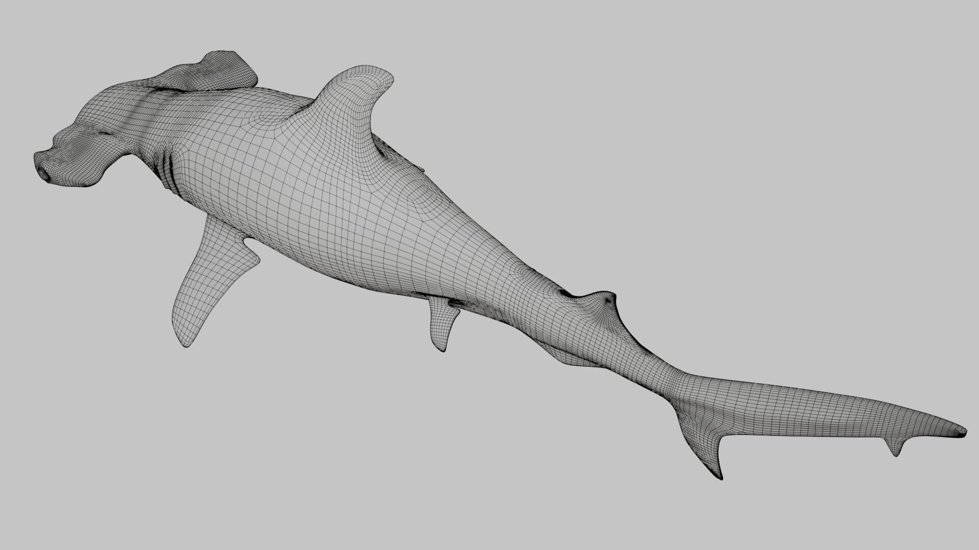 Hammer Head Shark - 3D Model by sathak