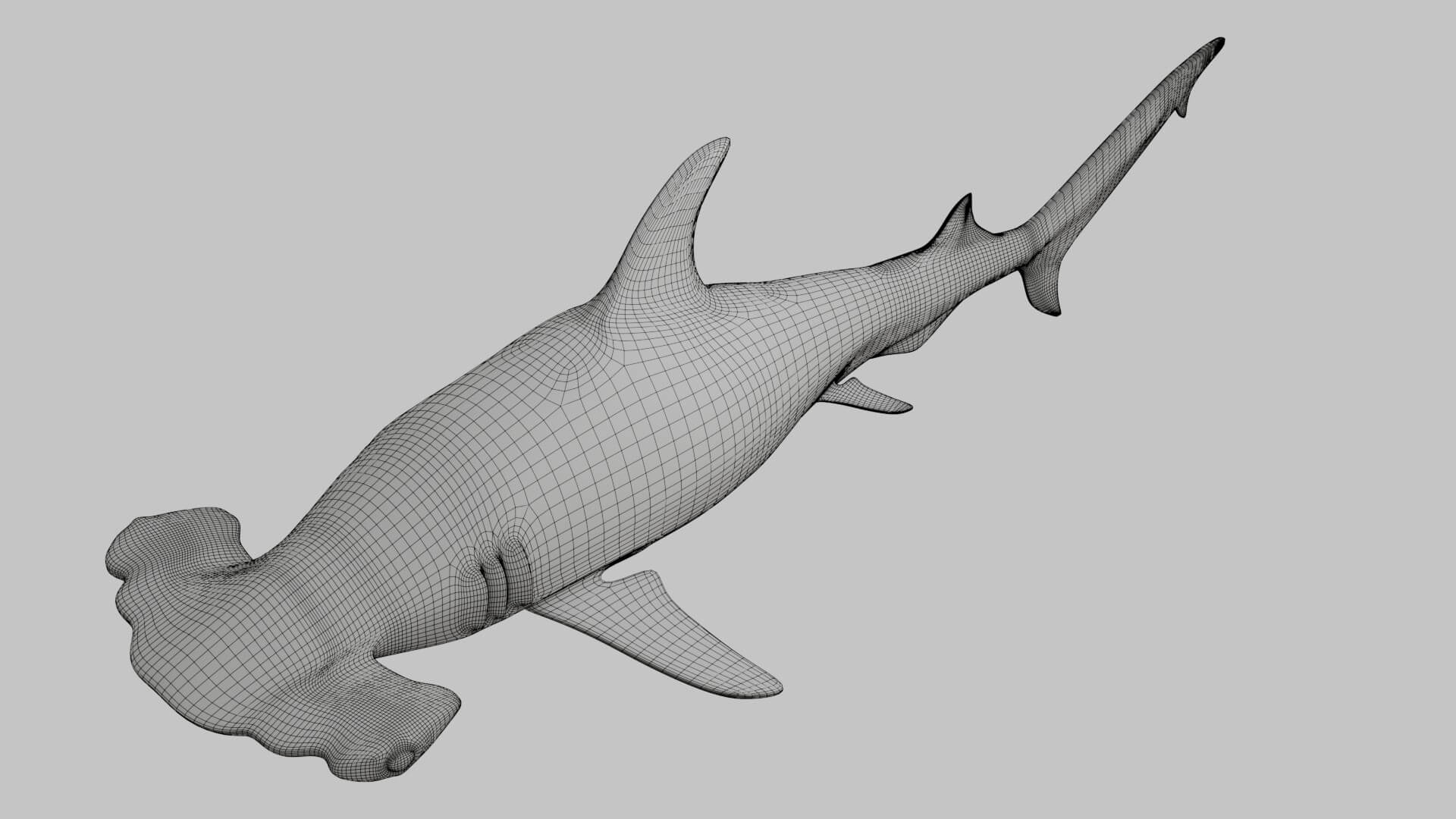Hammer Head Shark - 3D Model by sathak