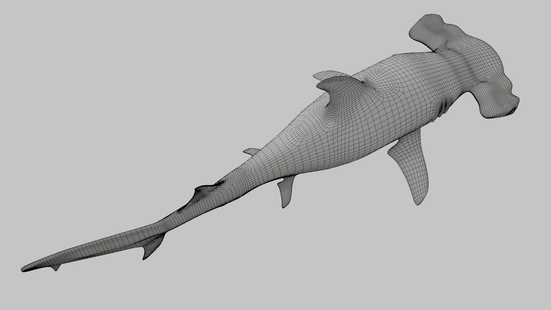 Hammer Head Shark - 3D Model by sathak