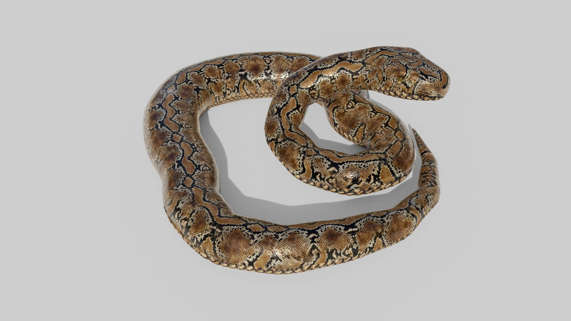 Python Snake - 3D Model by sathak