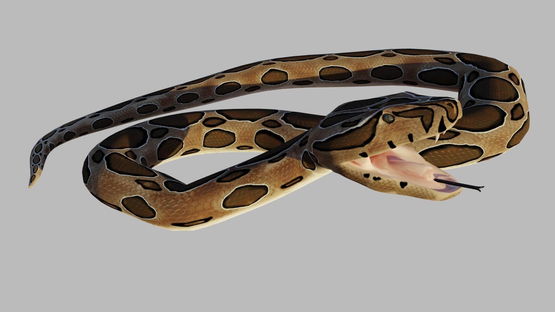 Russells Viper - 3D Model by sathak