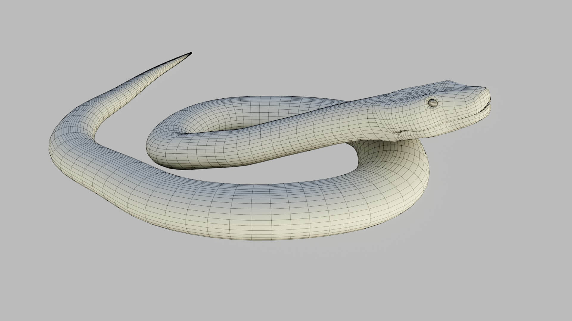 Russells Viper - 3D Model by sathak