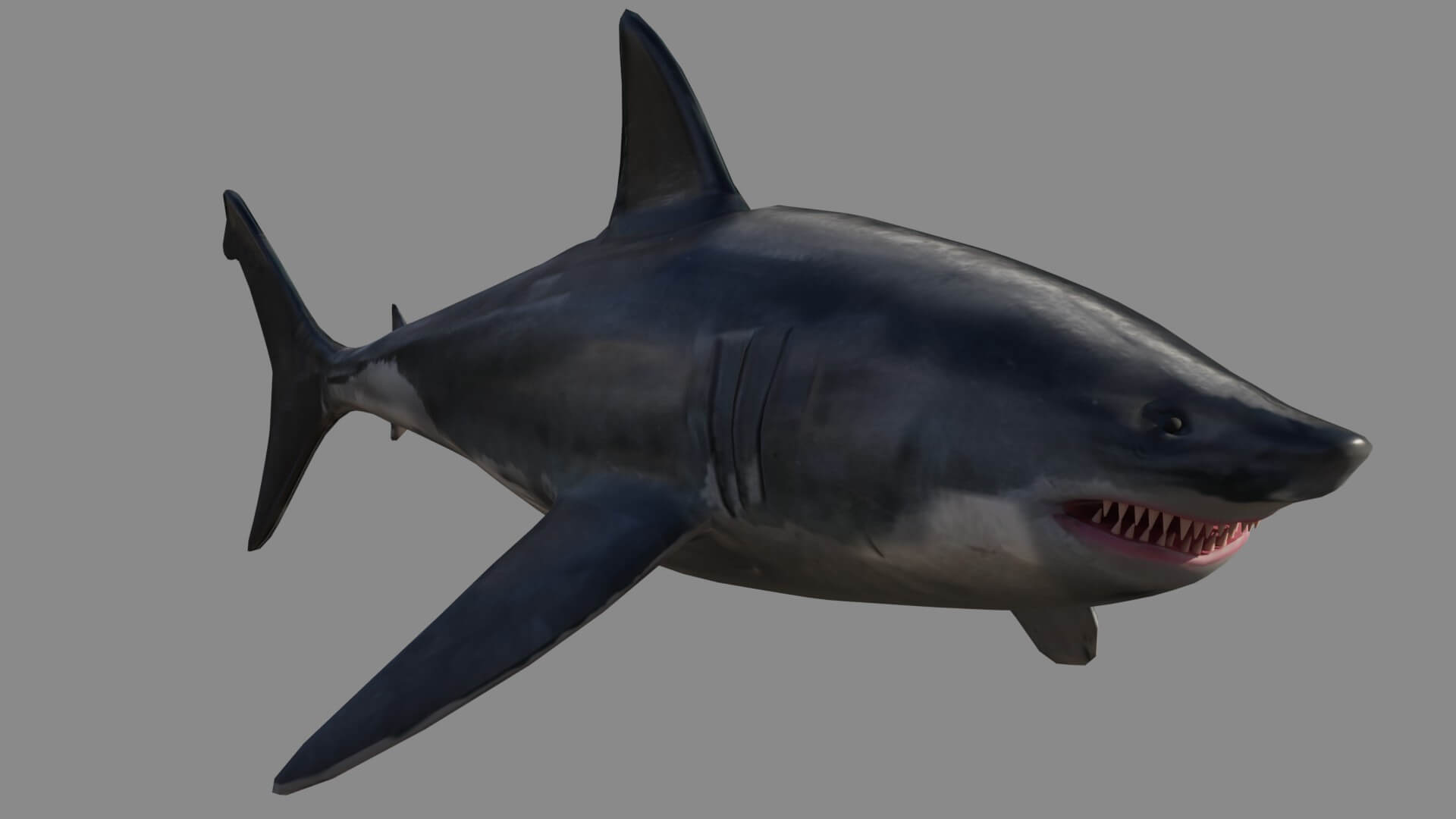 Great White Shark - 3D Model by sathak