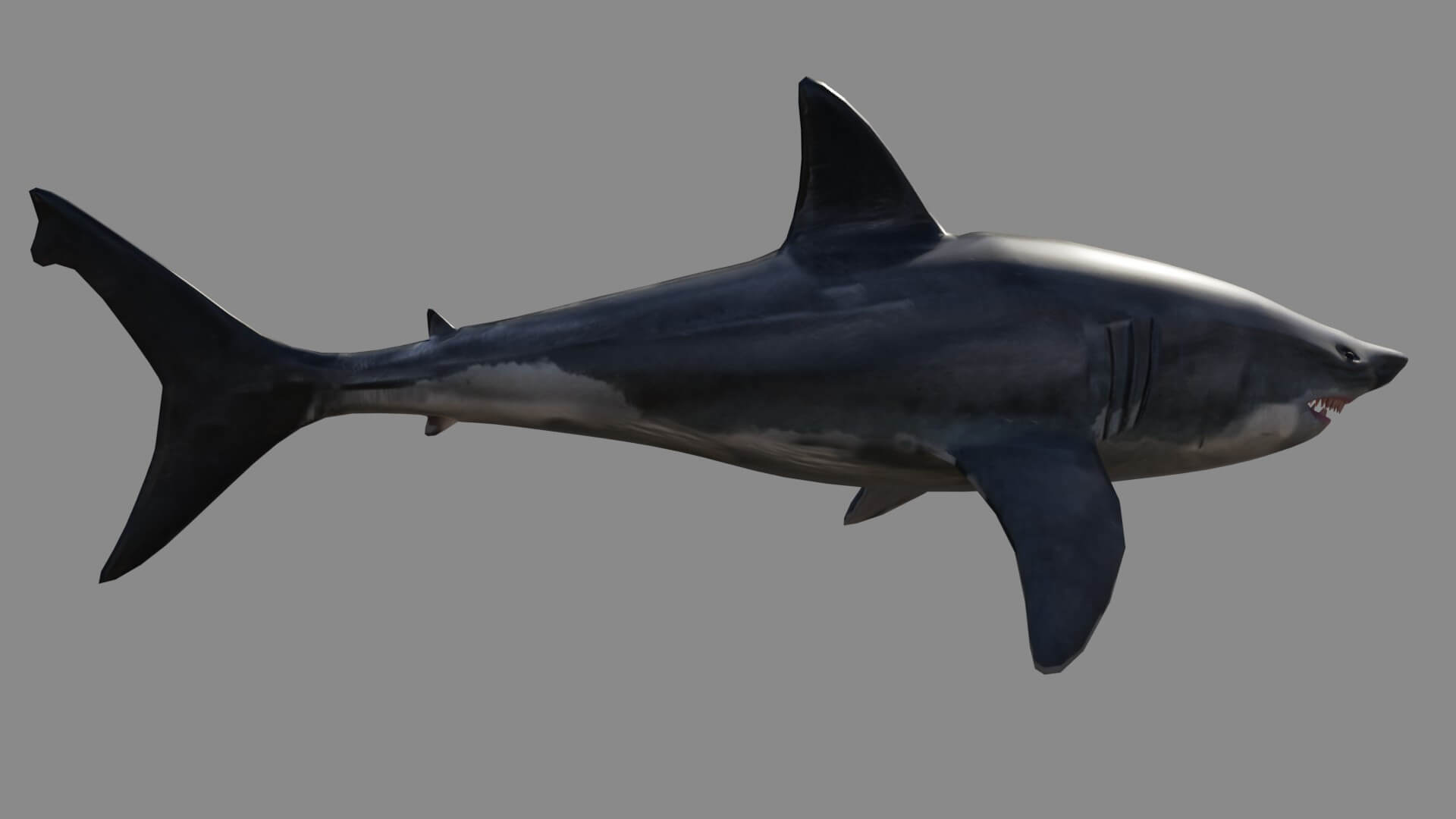 Great White Shark - 3D Model by sathak