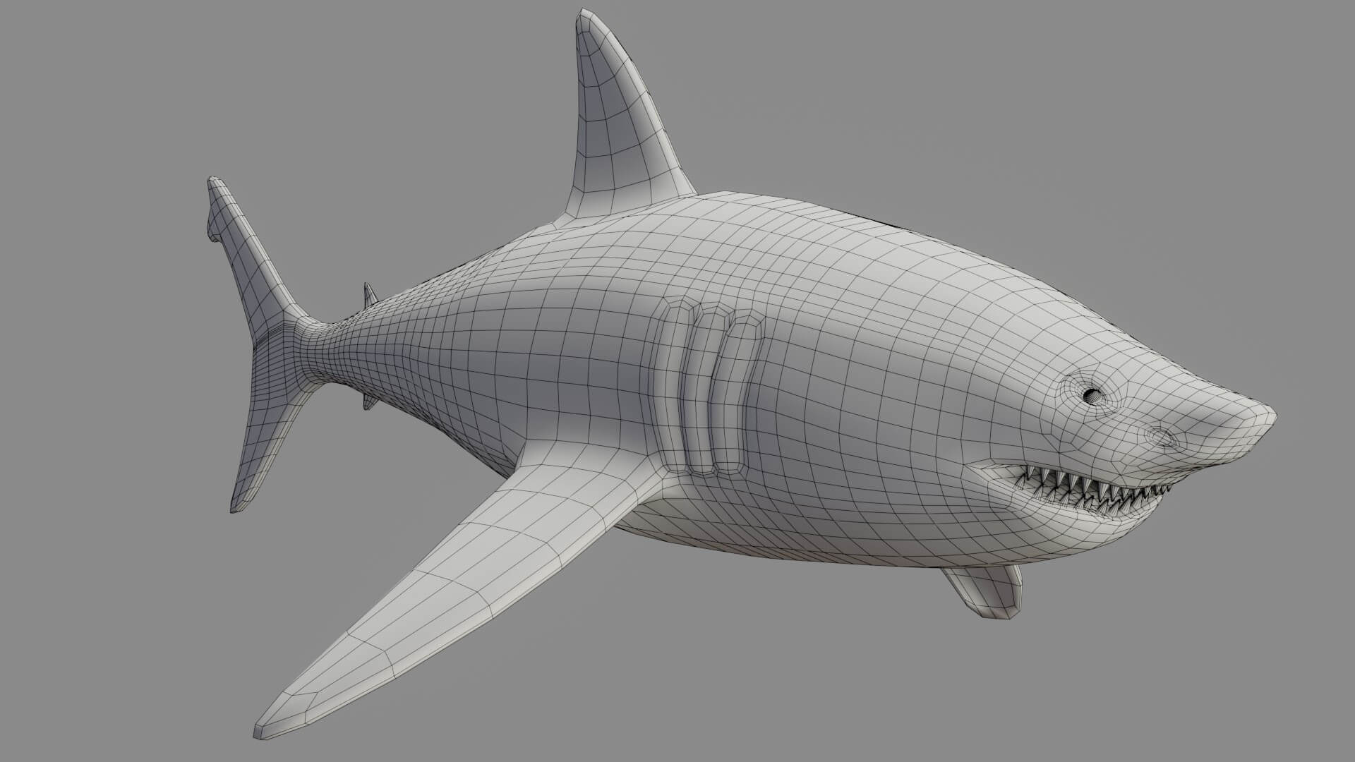 Great White Shark - 3D Model by sathak