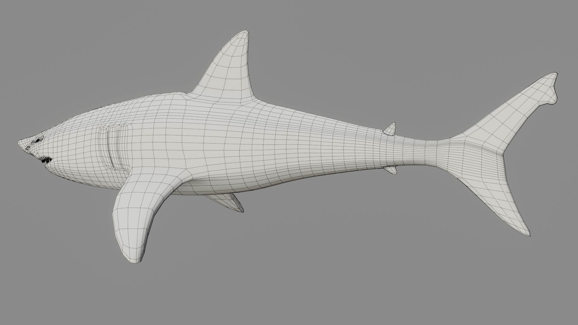 Great White Shark - 3D Model by sathak
