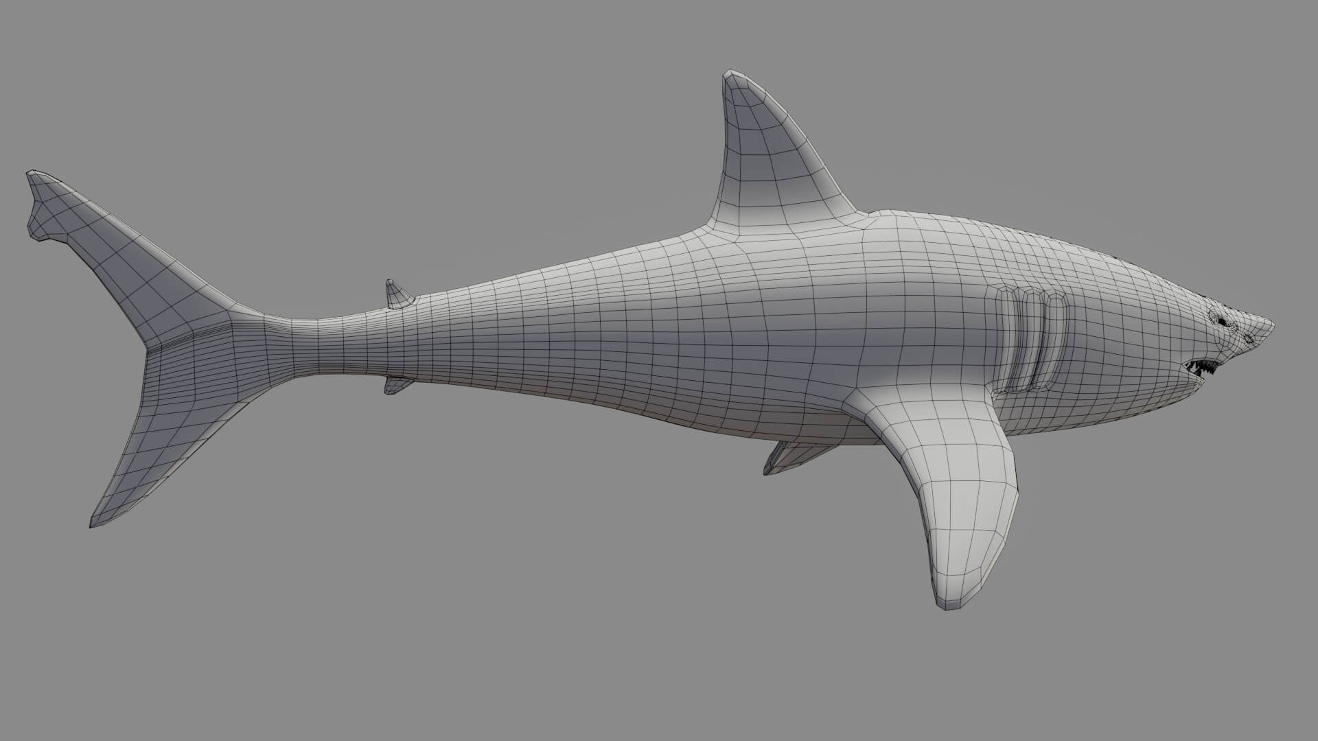 Great White Shark - 3D Model by sathak