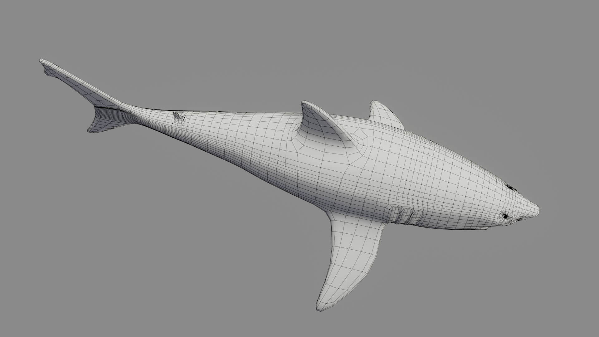 Great White Shark - 3D Model by sathak