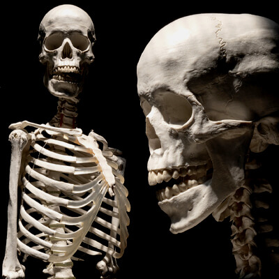 Skeleton Photo Reference Pack for Artists 648 JPEGs No AI by SatineZillah
