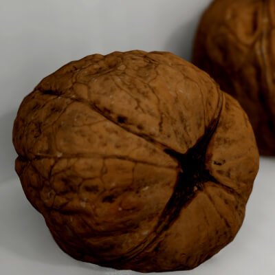 Walnut (Scanned) - Free 3D Model by Scan Kraft
