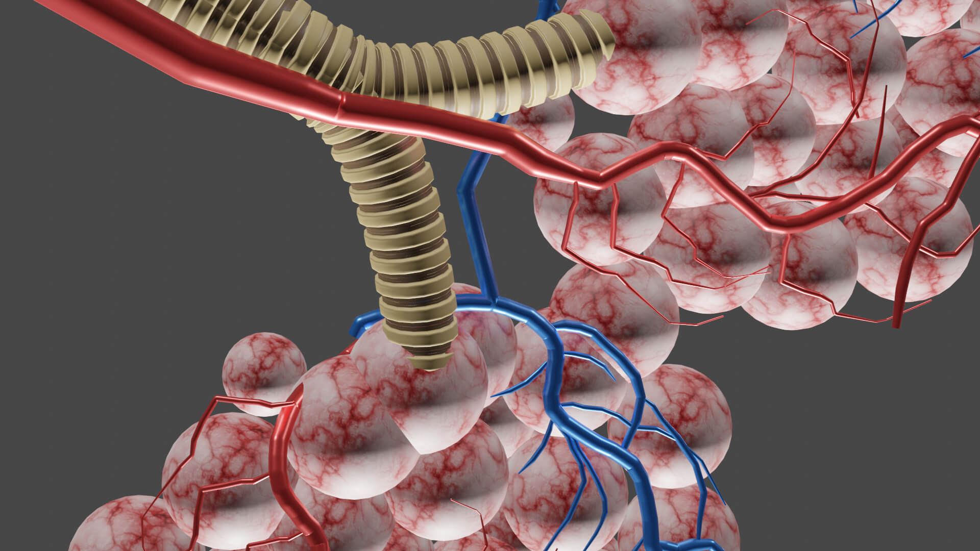 Alveloi Lungs - 3D Model by scienceanimation