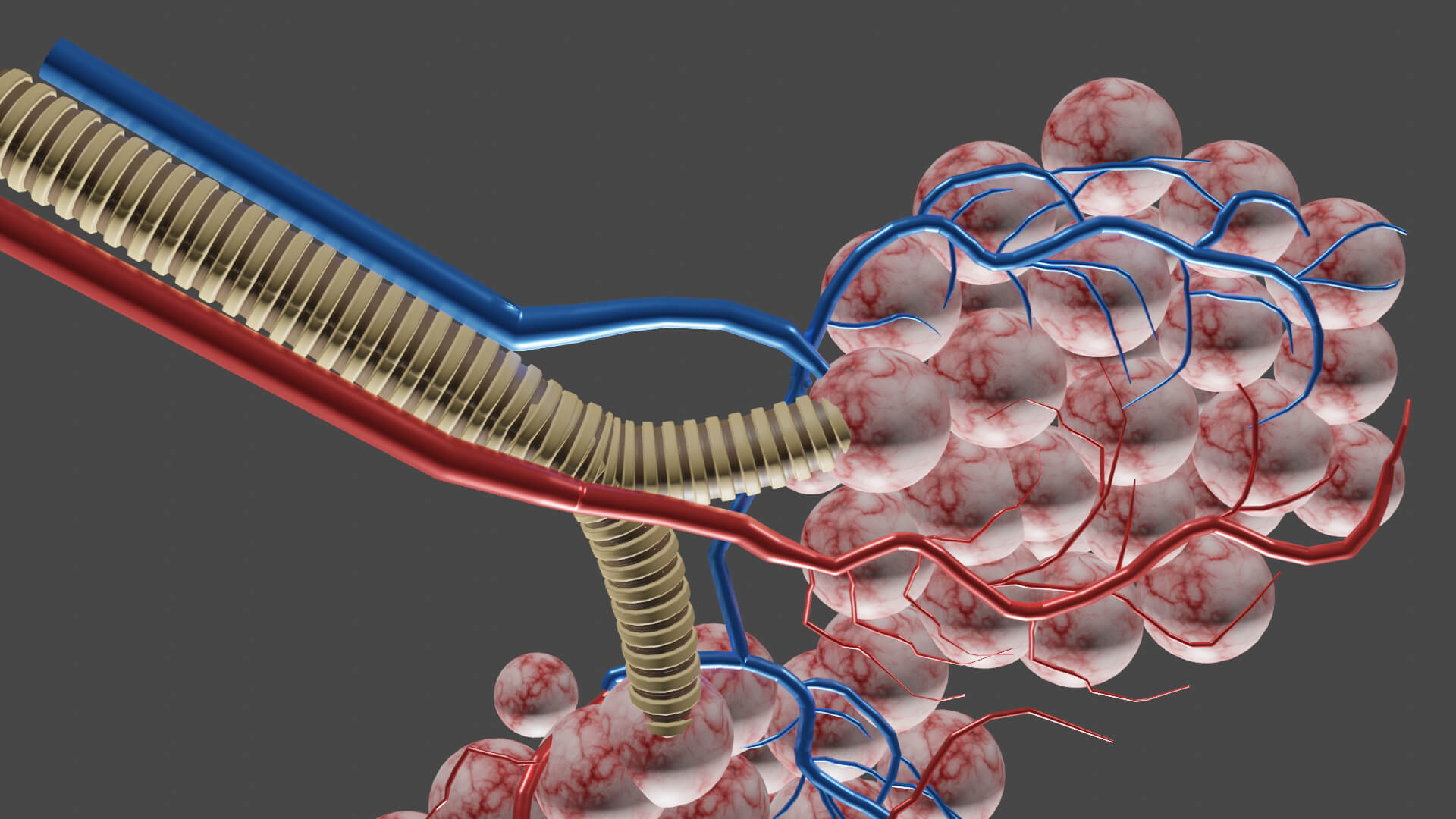 Alveloi Lungs - 3D Model by scienceanimation