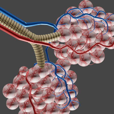 Alveloi Lungs - 3D Model by scienceanimation