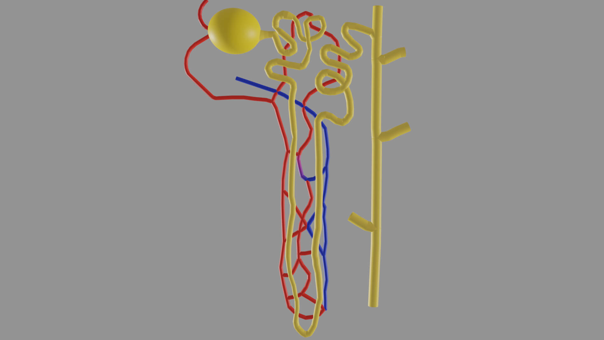 Anatomy of Kidney (Nephrons) - 3D Model by scienceanimation