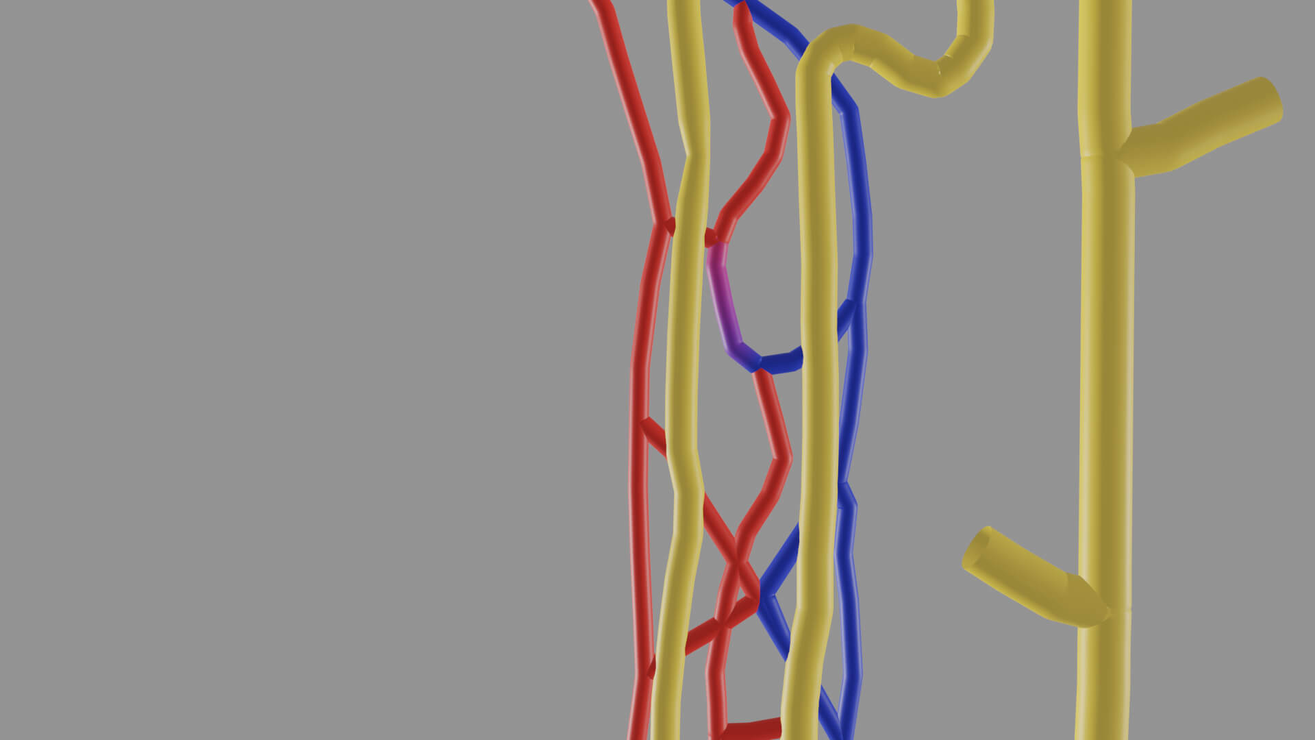 Anatomy of Kidney (Nephrons) - 3D Model by scienceanimation