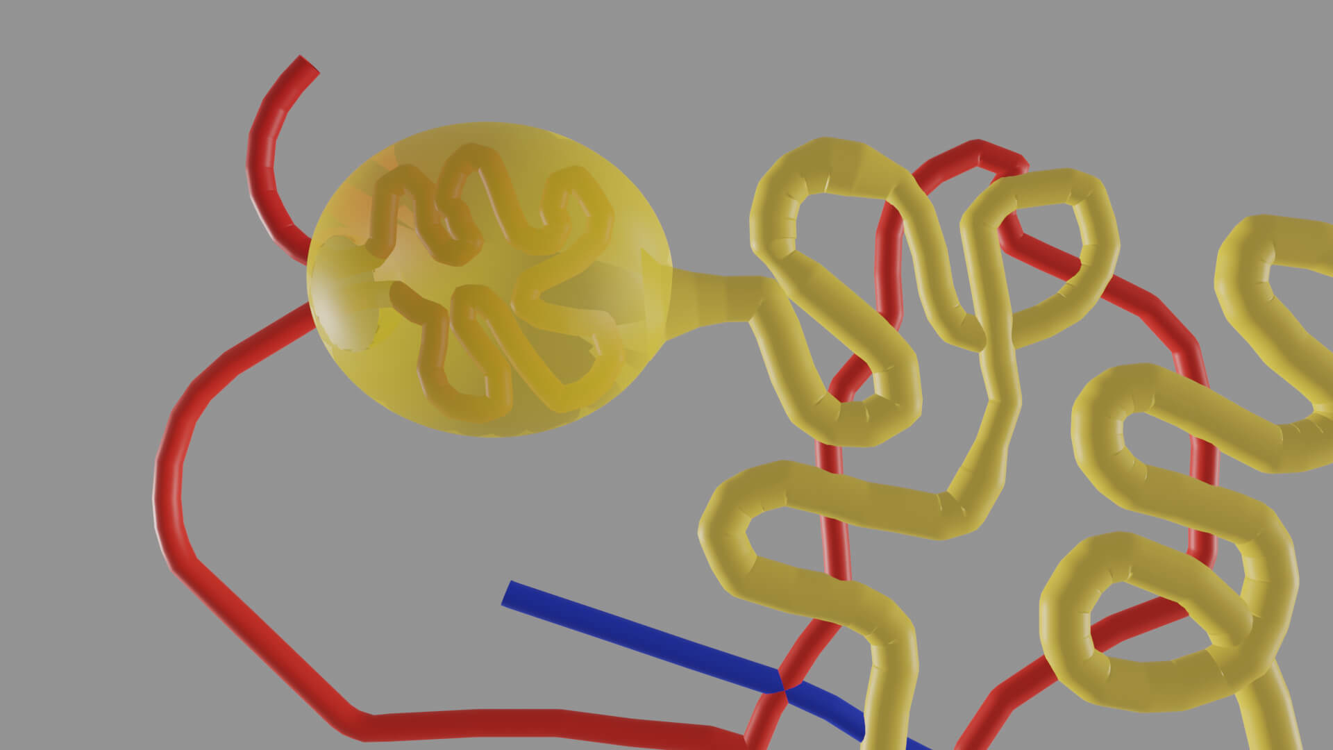 Anatomy of Kidney (Nephrons) - 3D Model by scienceanimation