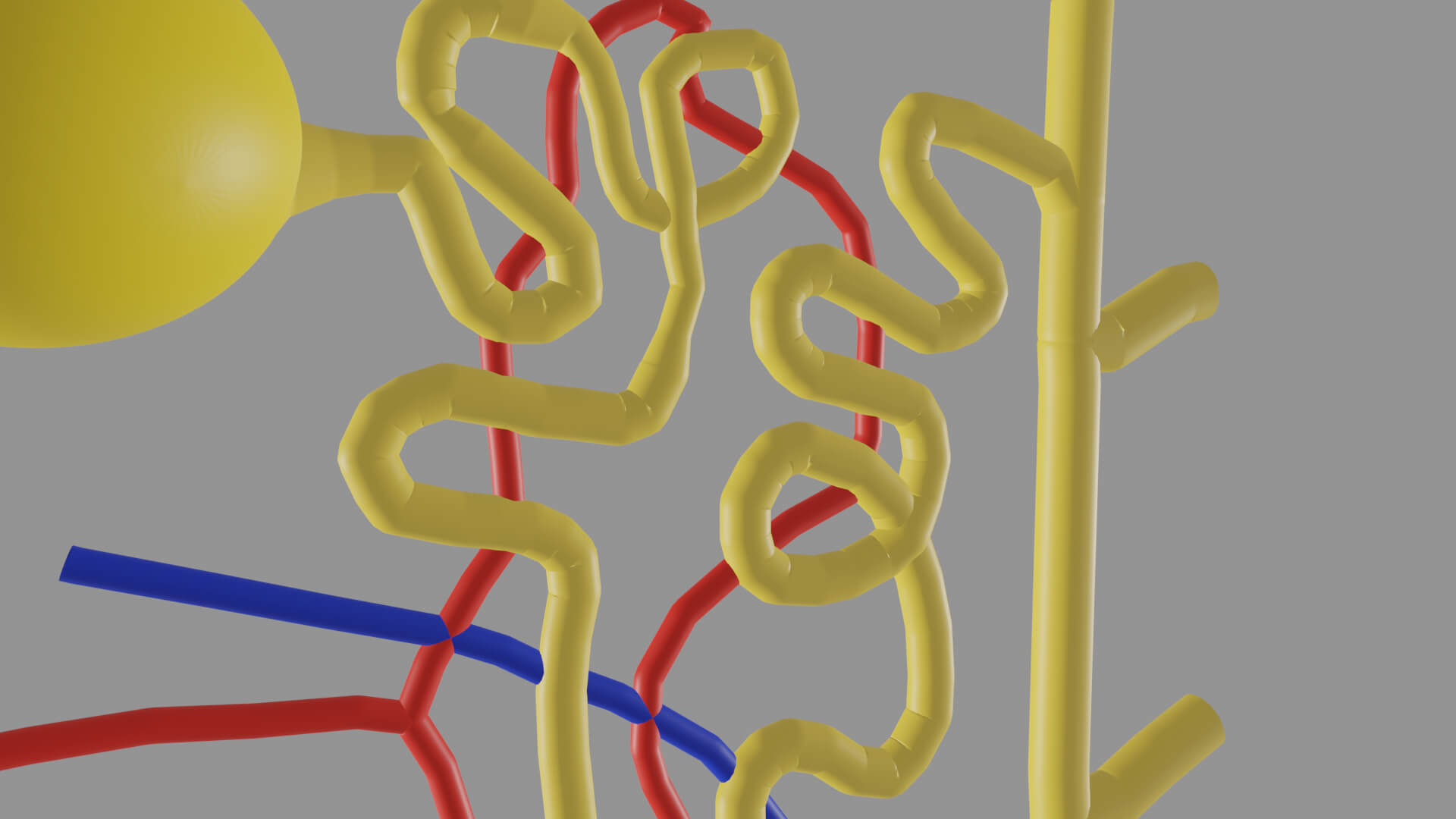 Anatomy of Kidney (Nephrons) - 3D Model by scienceanimation