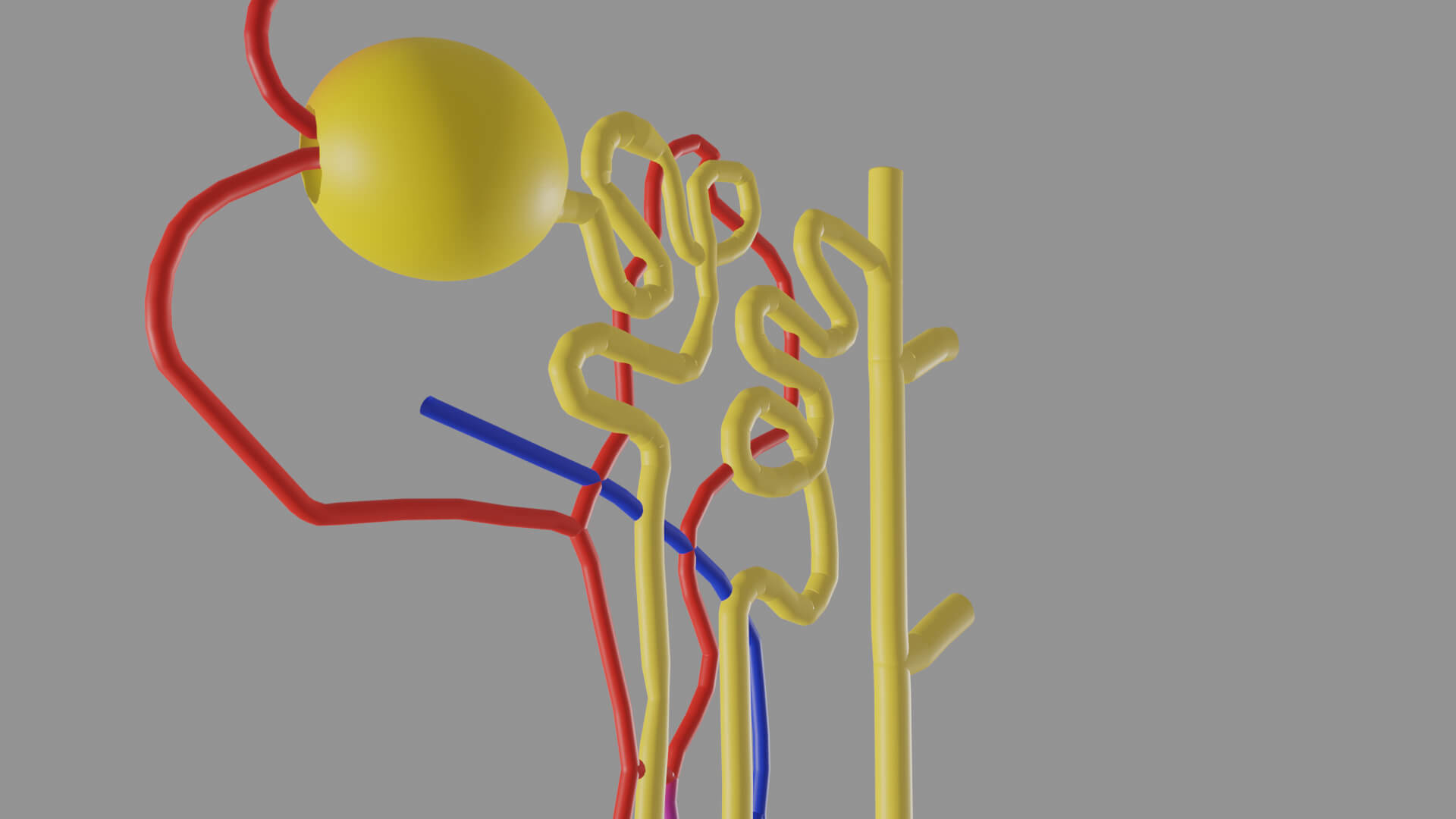 Anatomy of Kidney (Nephrons) - 3D Model by scienceanimation