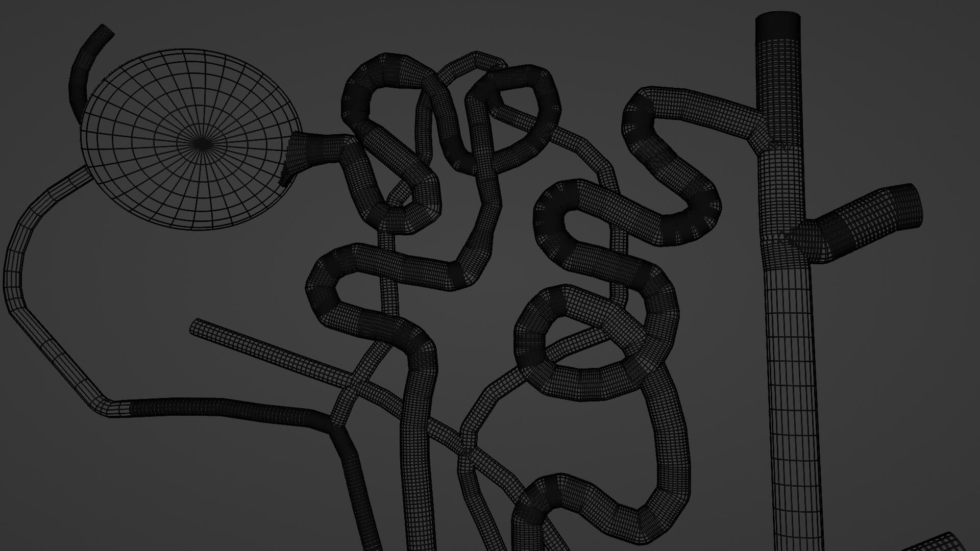 Anatomy of Kidney (Nephrons) - 3D Model by scienceanimation