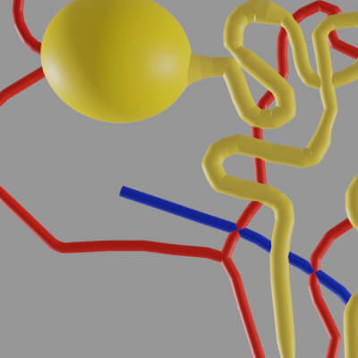 Anatomy of Kidney (Nephrons) - 3D Model by scienceanimation