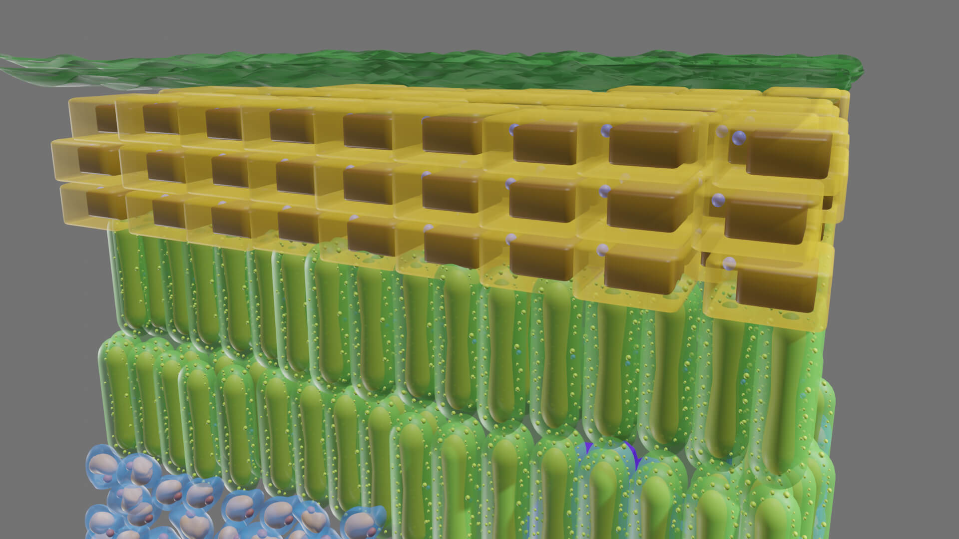 Cross Section of Leaf - 3D Model by scienceanimation