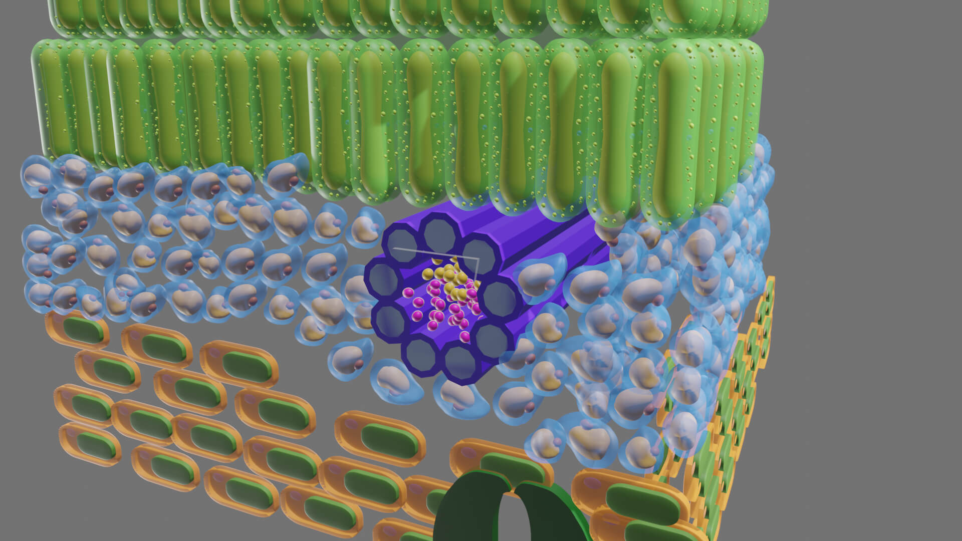 Cross Section of Leaf - 3D Model by scienceanimation