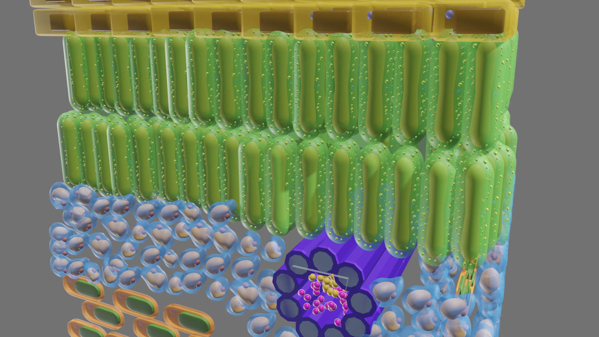 Cross Section of Leaf - 3D Model by scienceanimation