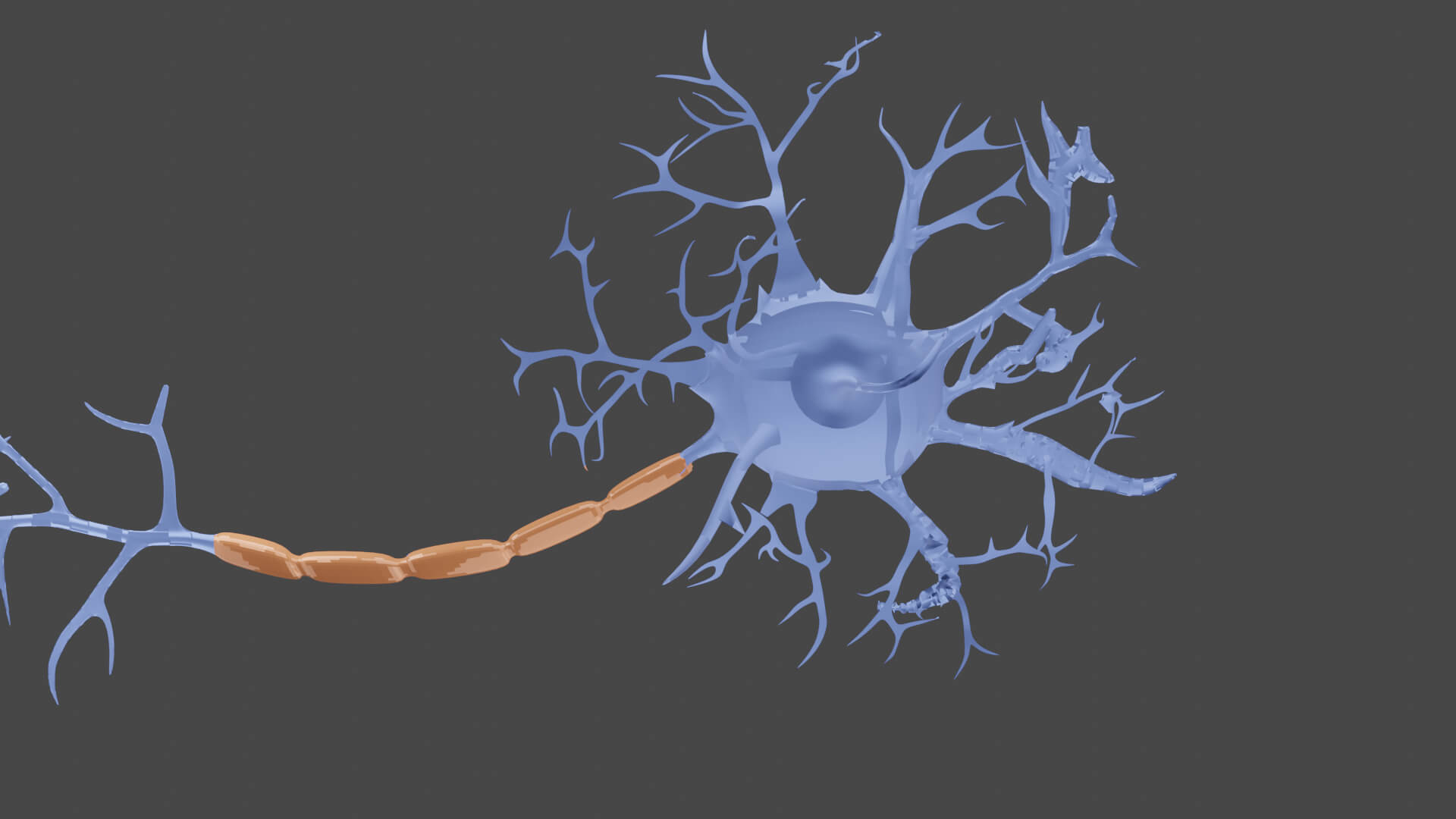 anatomy of Neurons - 3D Model by scienceanimation