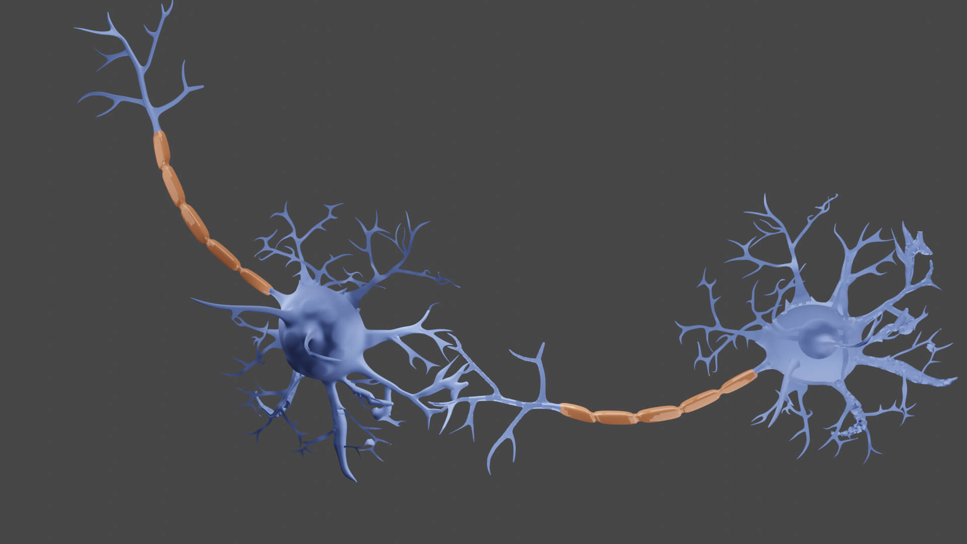 anatomy of Neurons - 3D Model by scienceanimation