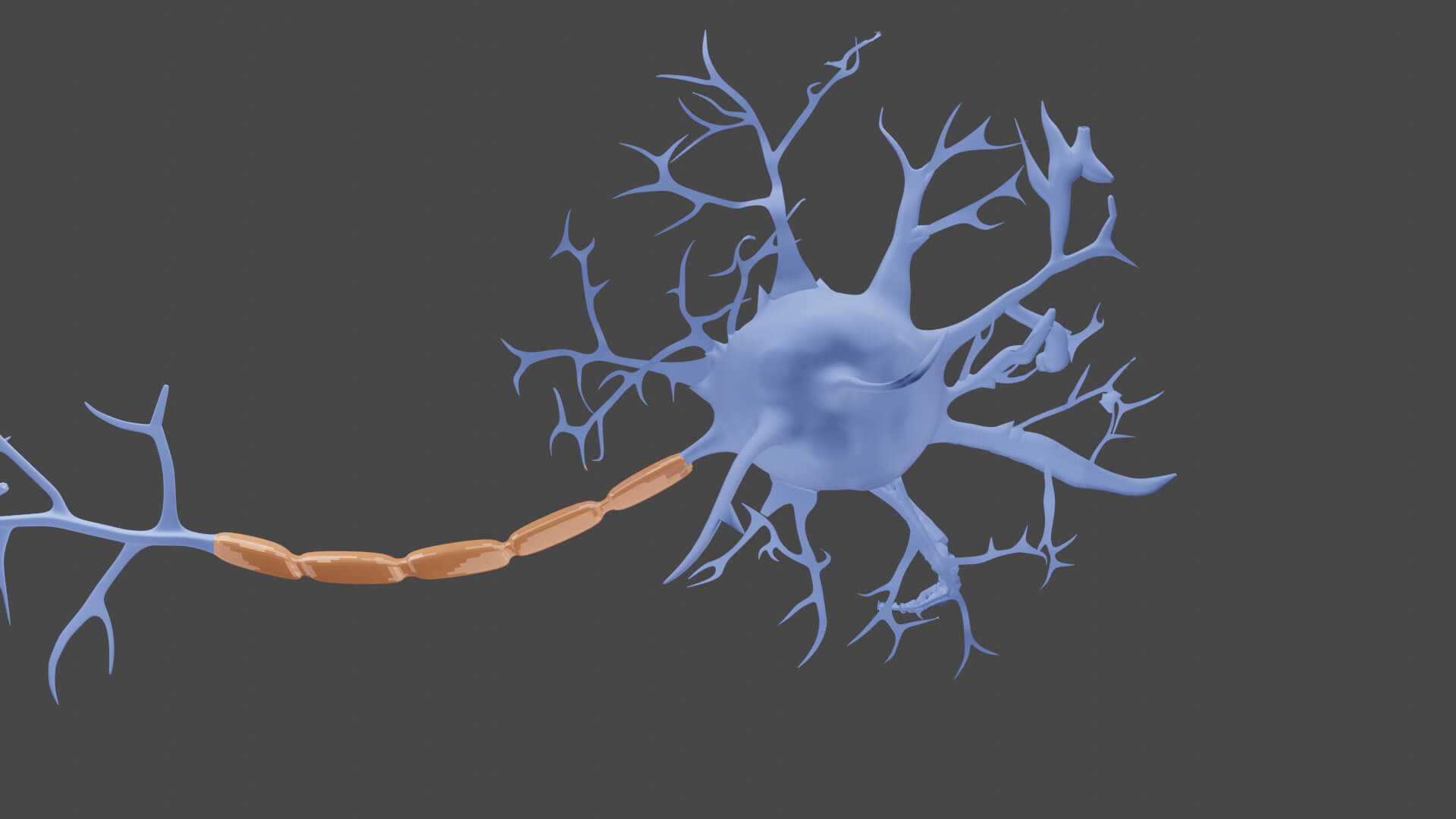 anatomy of Neurons - 3D Model by scienceanimation