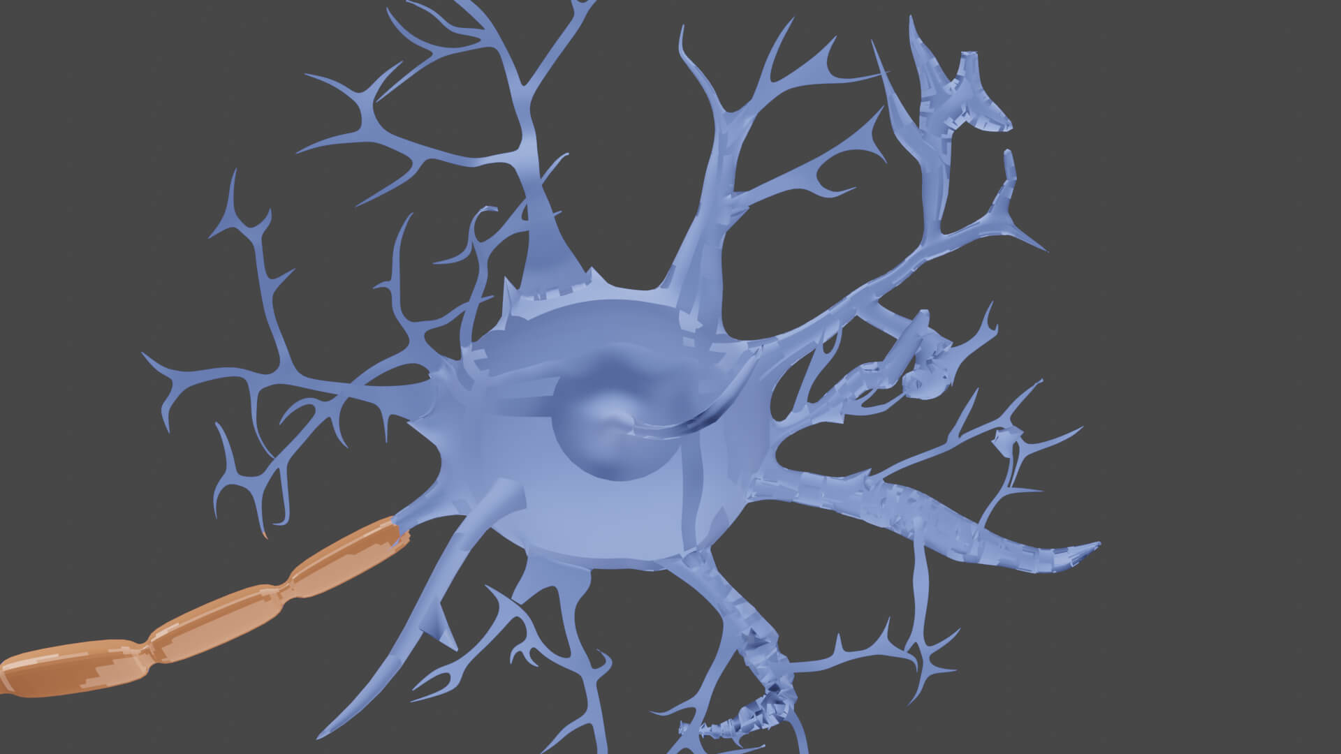 anatomy of Neurons - 3D Model by scienceanimation