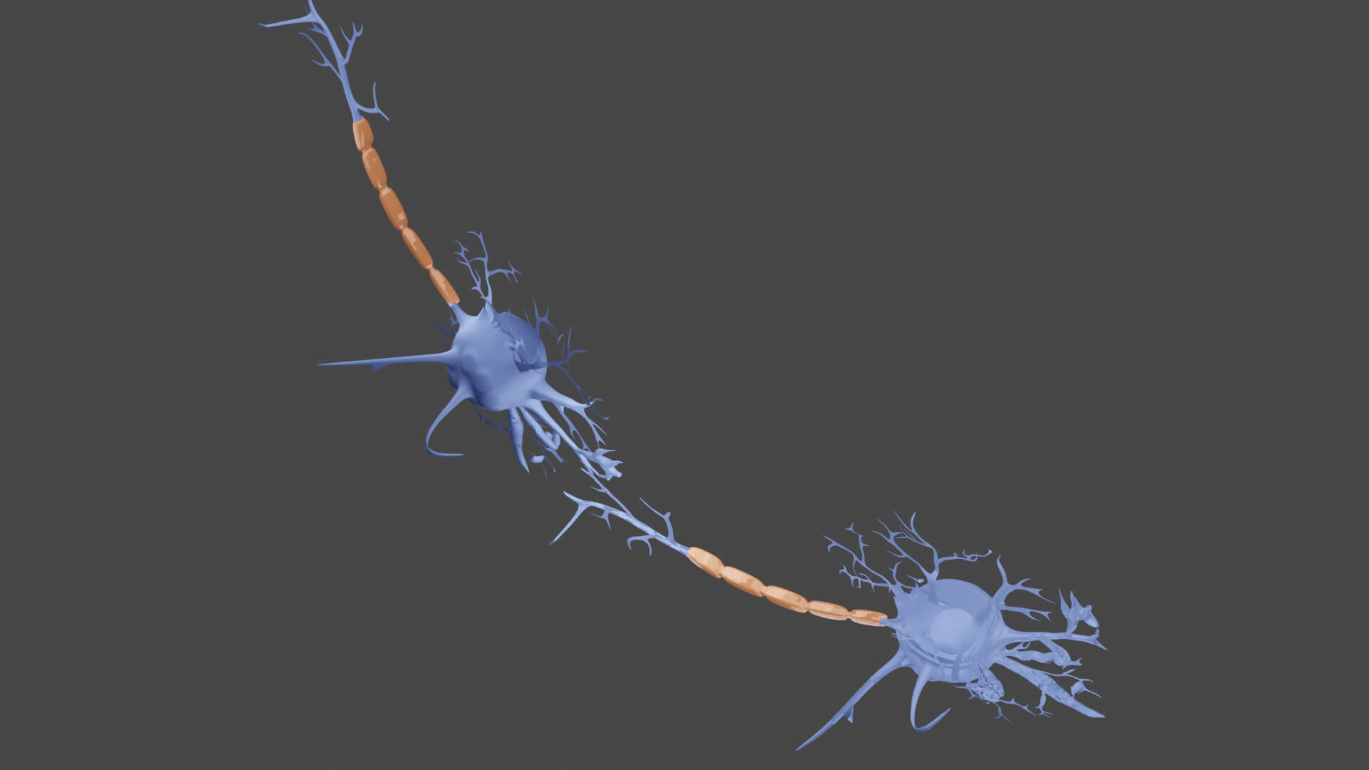 anatomy of Neurons - 3D Model by scienceanimation