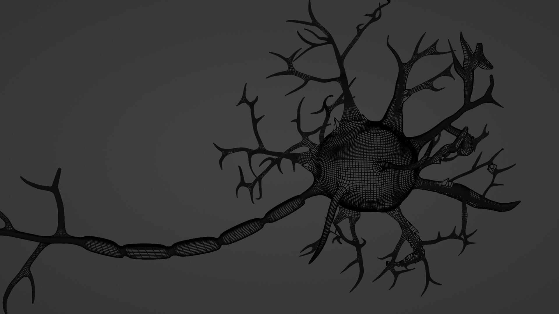 anatomy of Neurons - 3D Model by scienceanimation