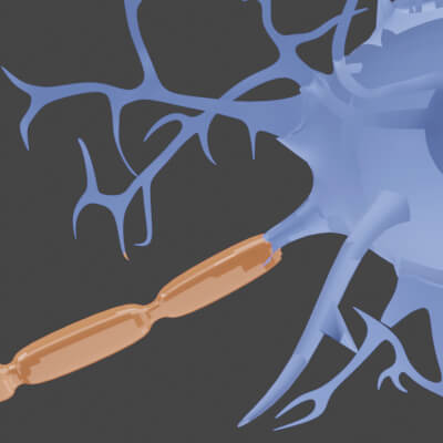 anatomy of Neurons - 3D Model by scienceanimation