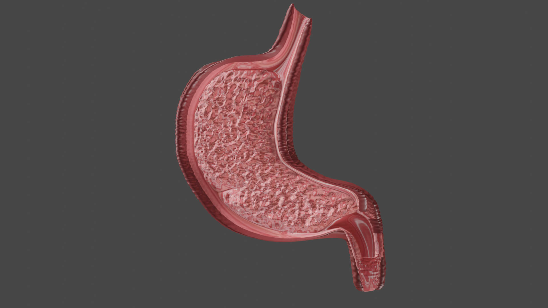 Anatomy of Stomach - 3D Model by scienceanimation