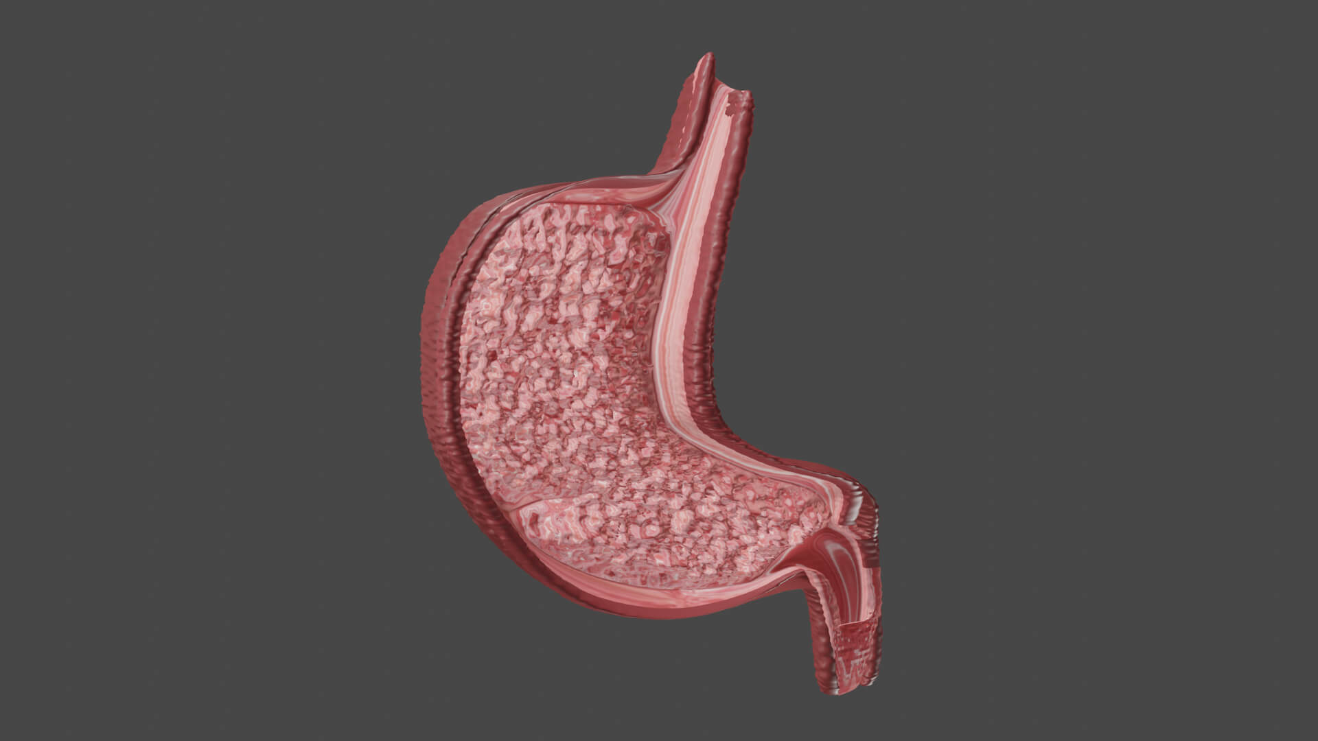 Anatomy of Stomach - 3D Model by scienceanimation