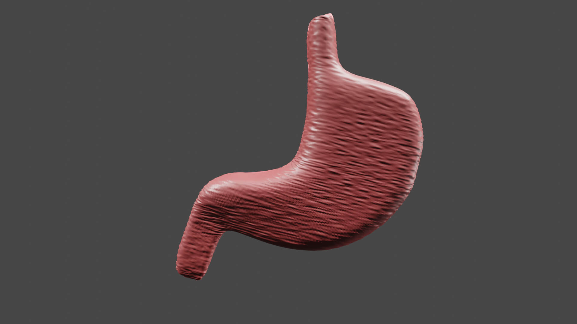 Anatomy of Stomach - 3D Model by scienceanimation