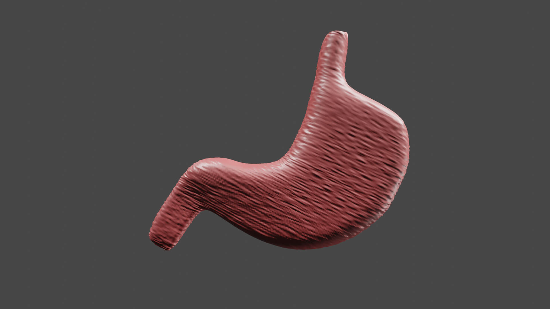 Anatomy of Stomach - 3D Model by scienceanimation