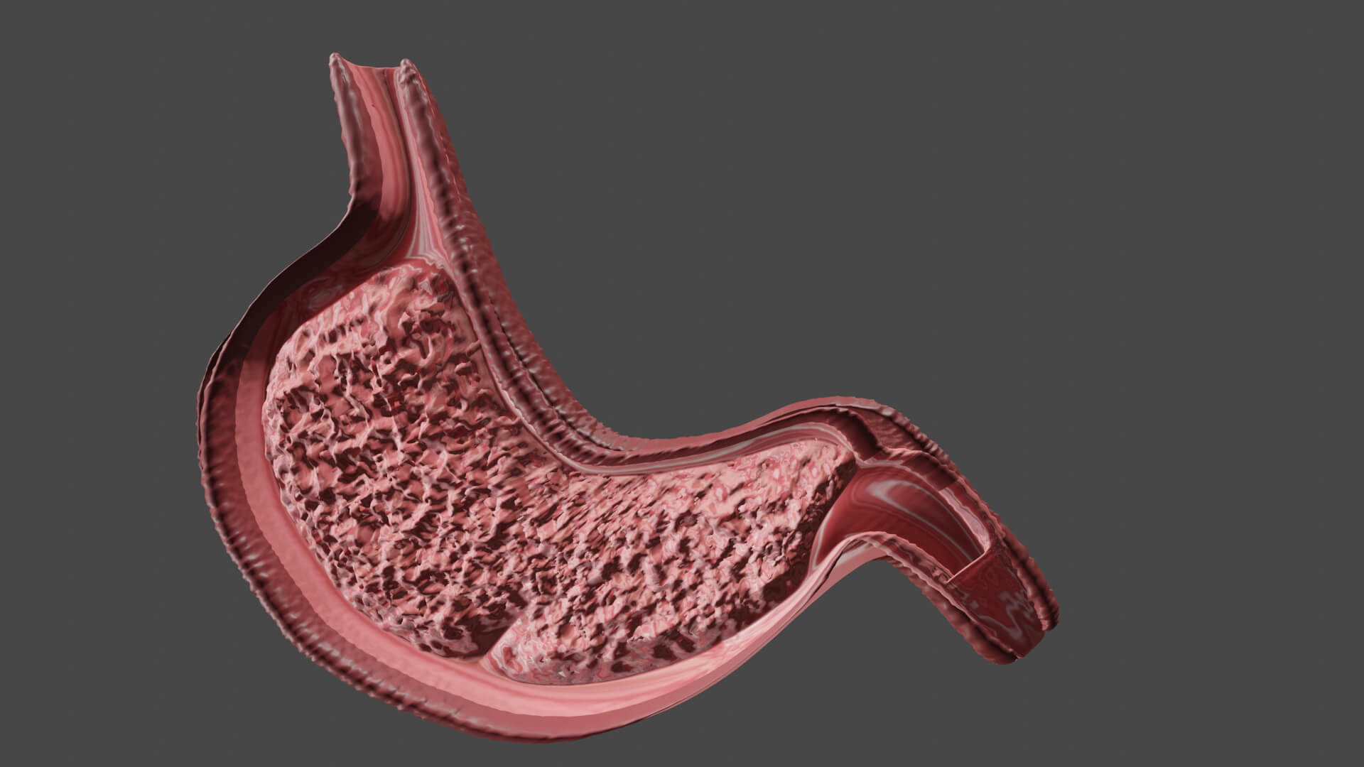 Anatomy of Stomach - 3D Model by scienceanimation