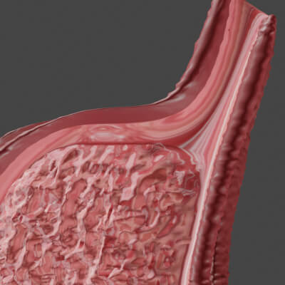 Anatomy of Stomach - 3D Model by scienceanimation