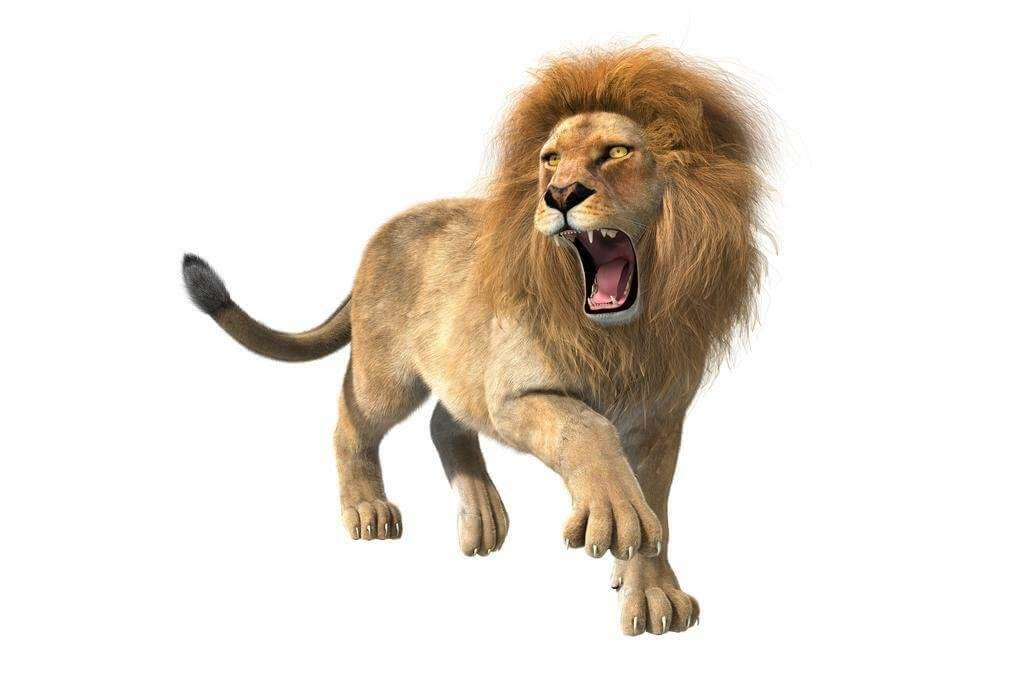 Lion Roaring Full Body 3D Rendering inch 3D Render by Scosco121