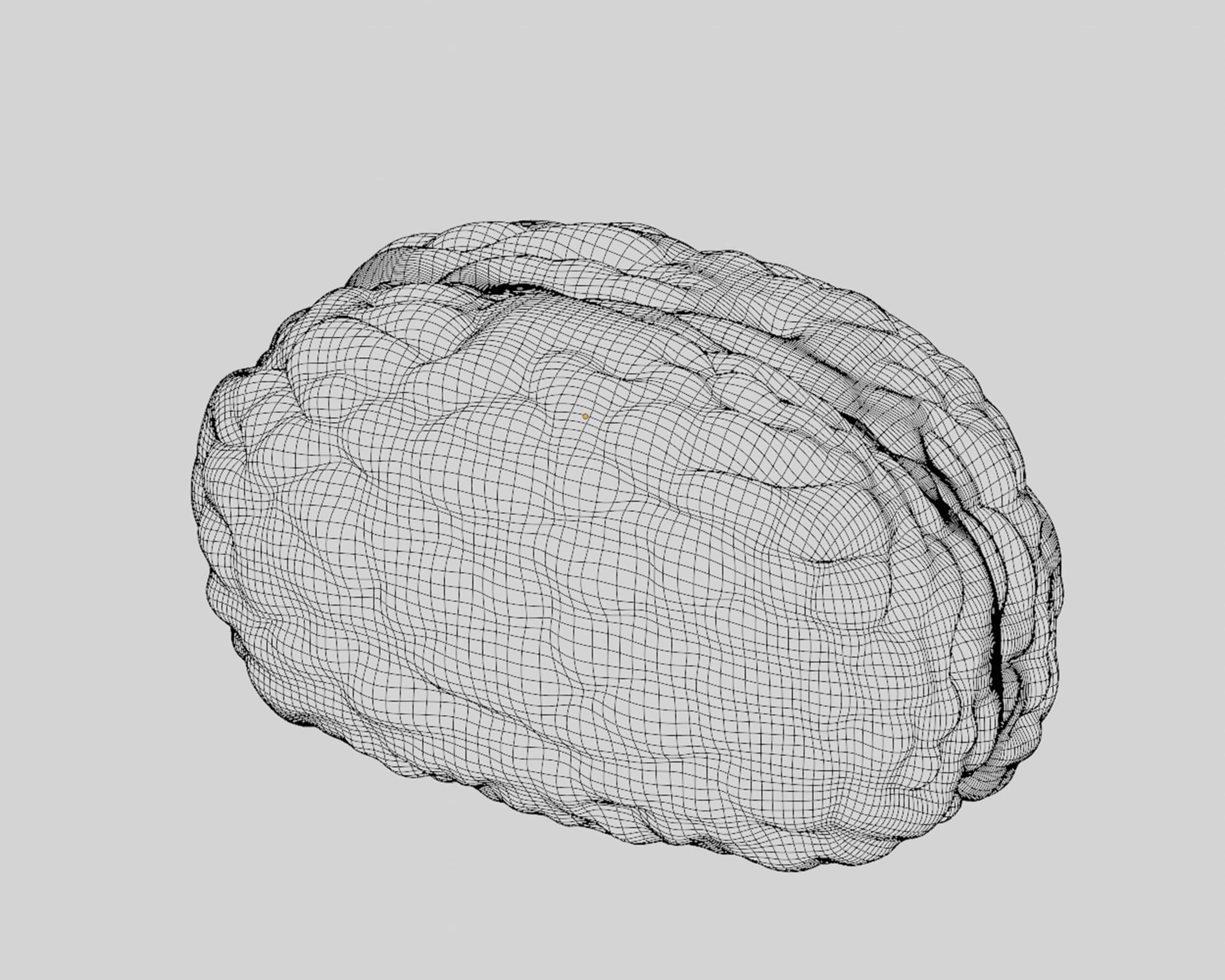 Brain Human Body Part - 3D Model by sdfffg