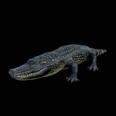 Alligator 01 - 3D Model by seb88120