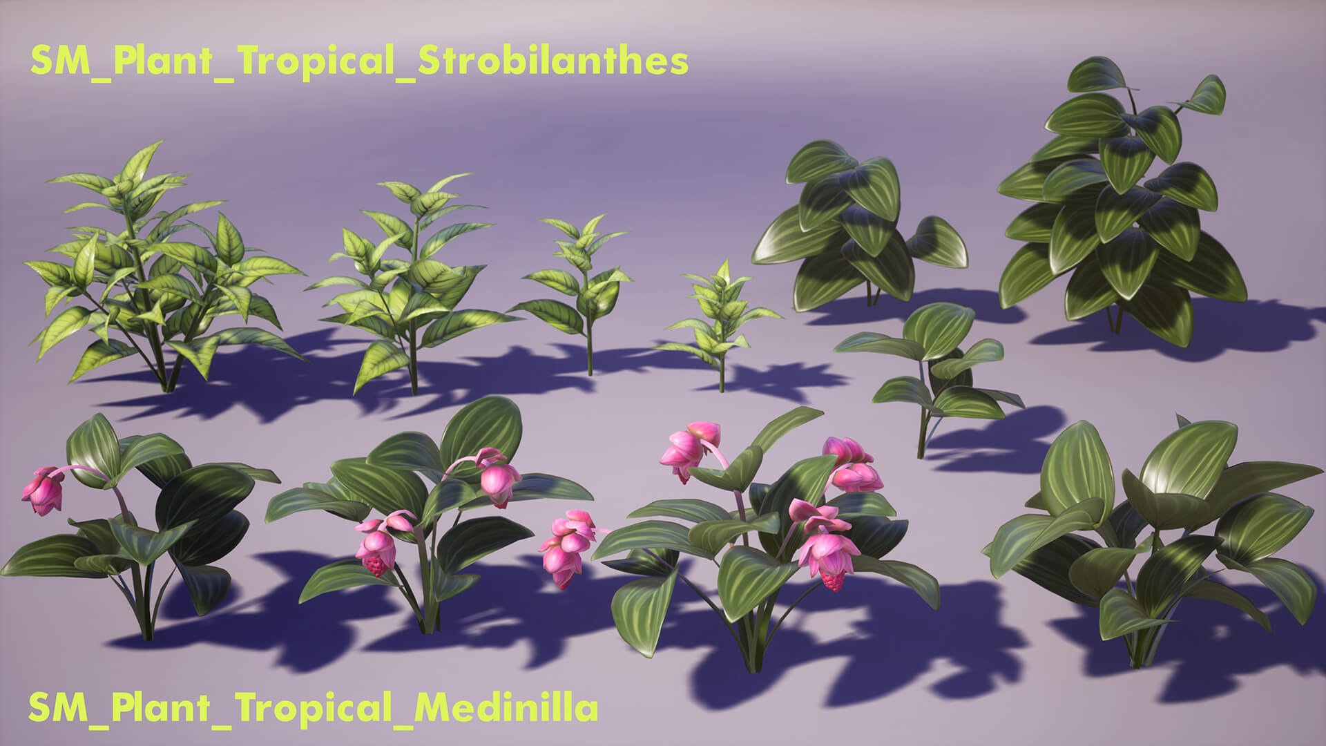 Tropical Plants Pack - 3D Model by seriouscat