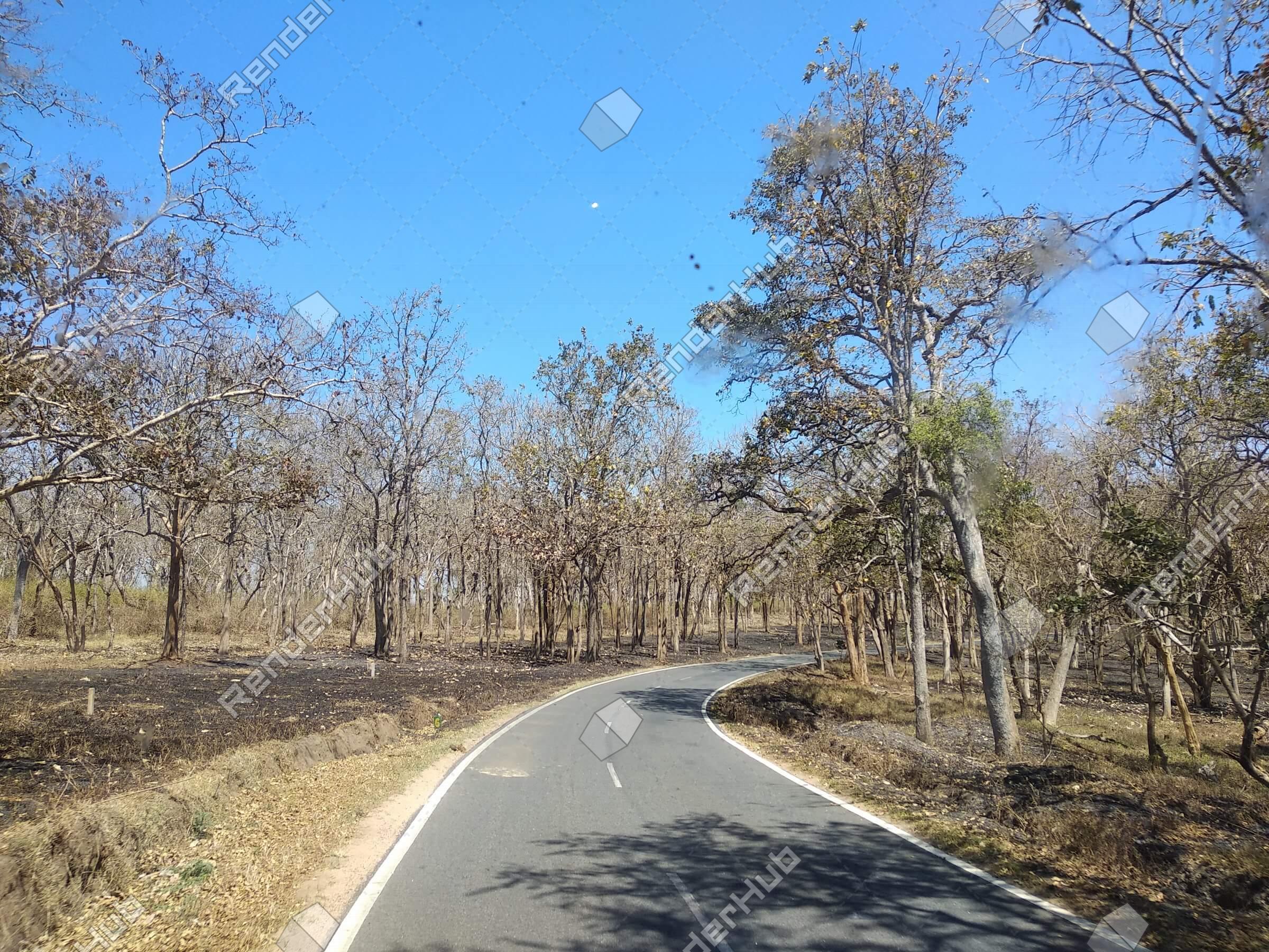 Dry Forest Road - Stock Image by Shabab600