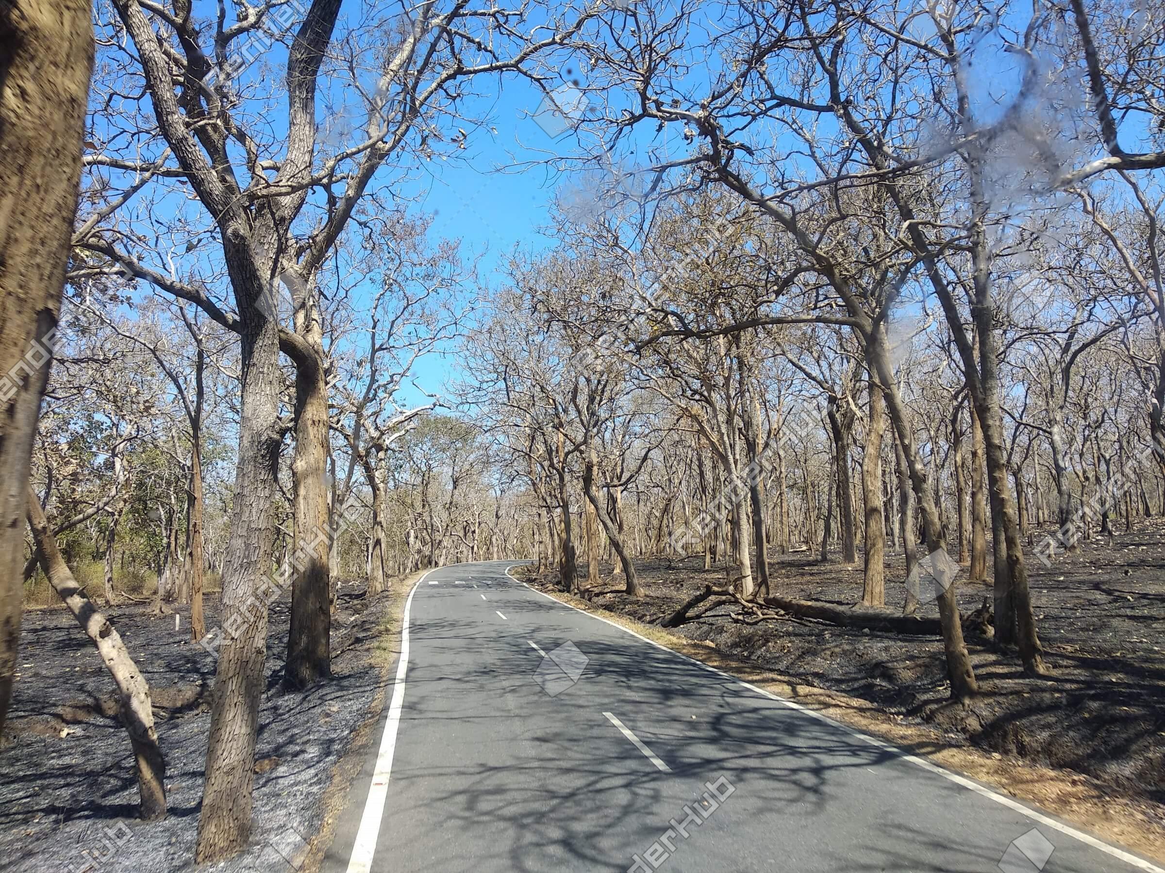 Dry Forest Road - Stock Image by Shabab600