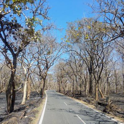 Dry Forest Road - Stock Image by Shabab600