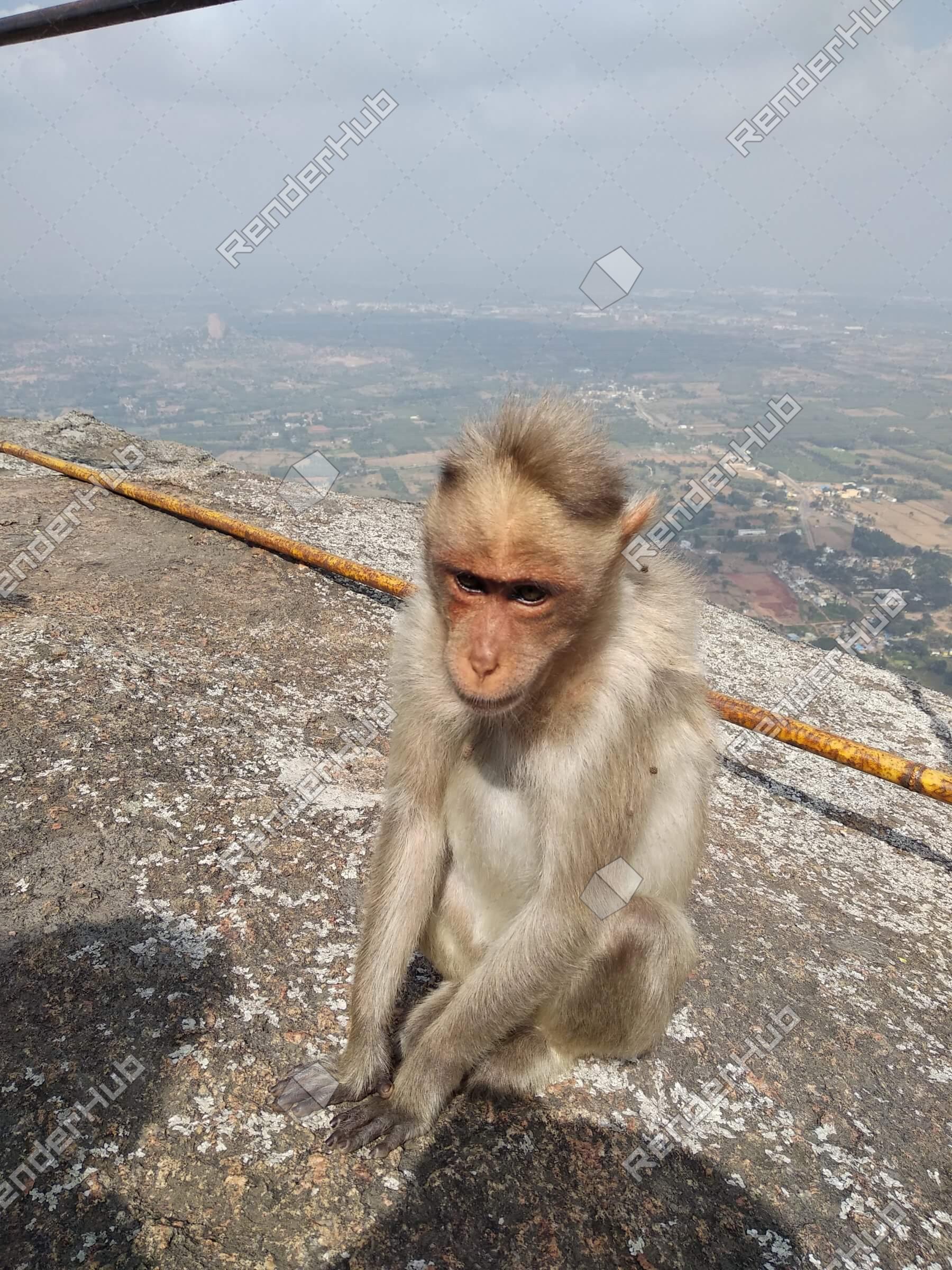 Monkey - Stock Image by Shabab600