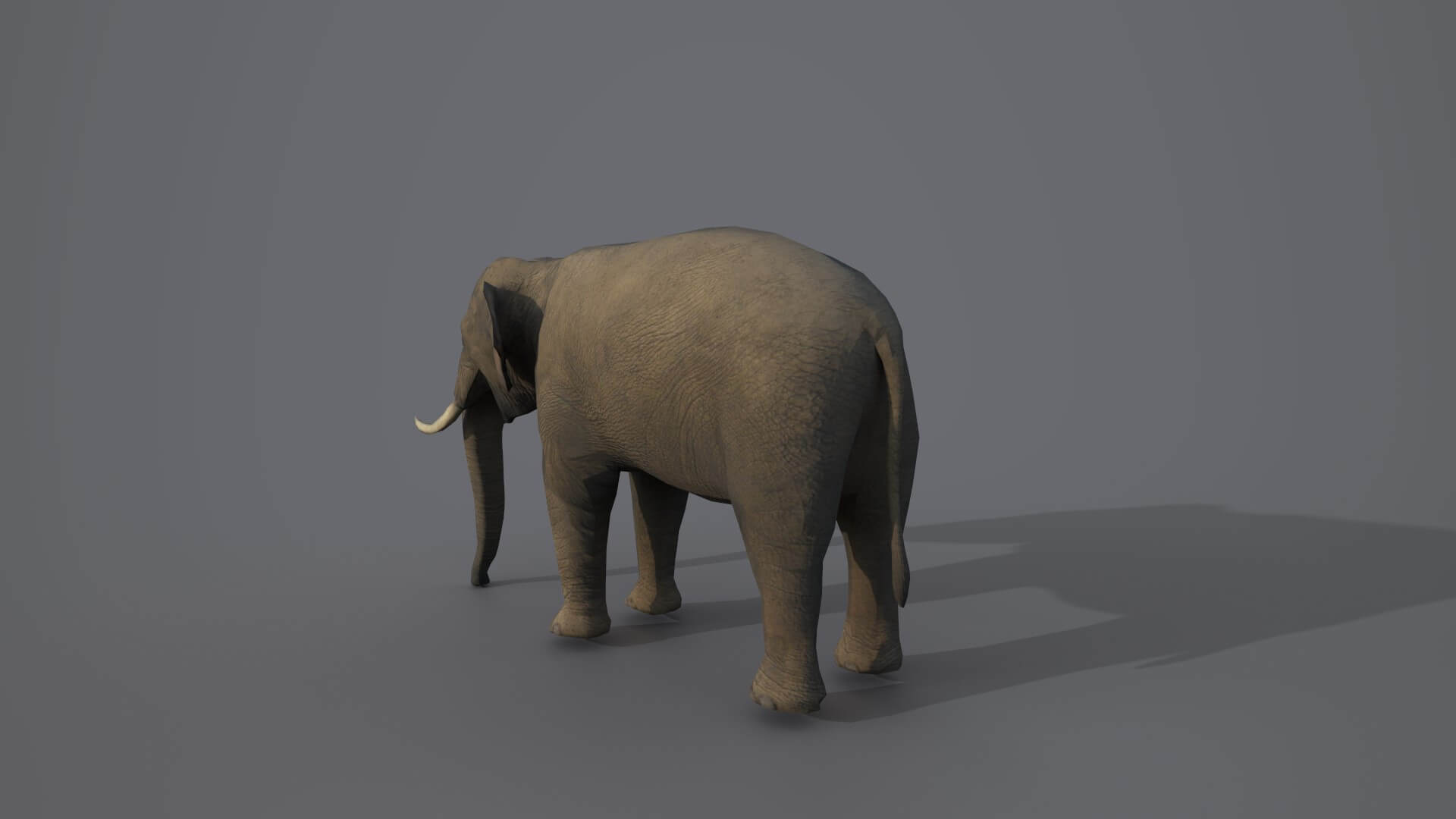 African Elephant - 3D Model by sherazahmad