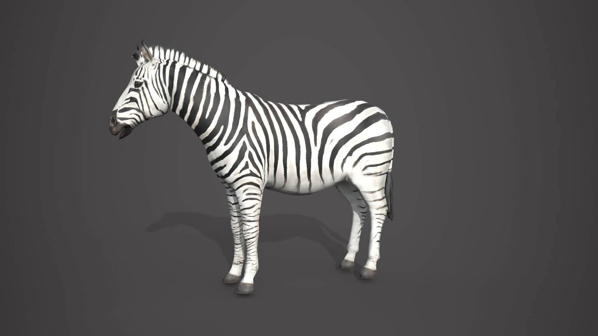 Zebra - 3D Model by sherazahmad
